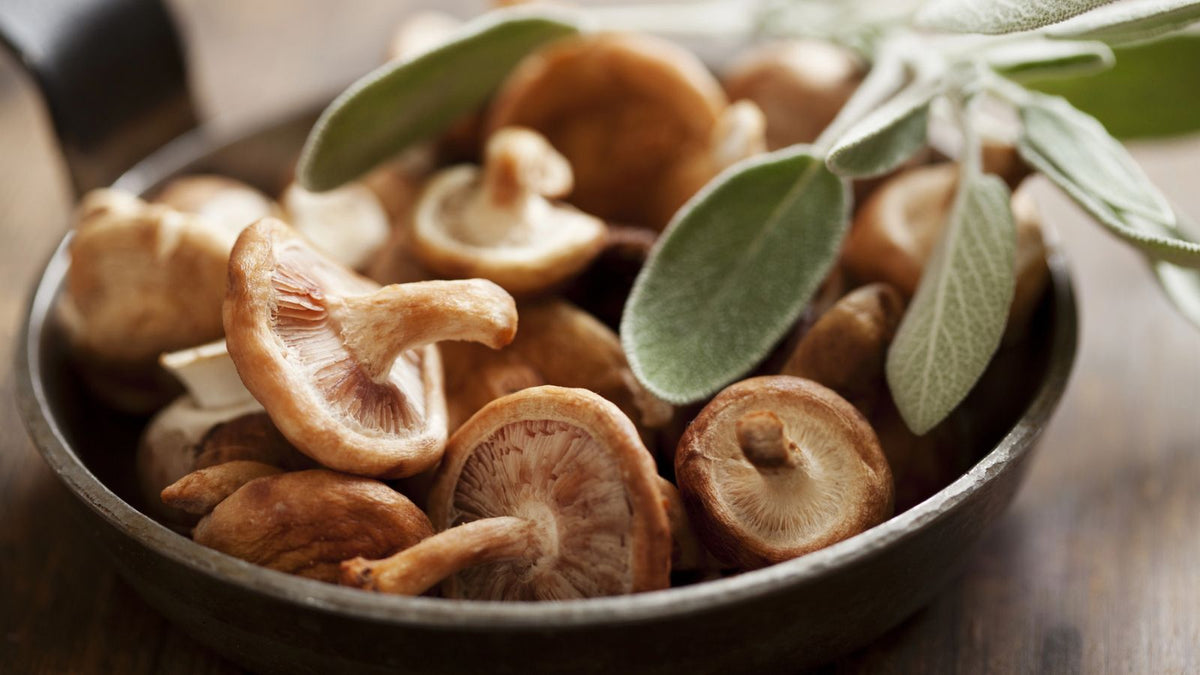 Shiitake Mushroom Recipes: Unlocking Japan’s Umami Treasure – My ...