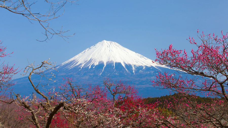 Plum Blossom Trees (Ume): Resilient Beauty and Cultural Treasure of Ja ...